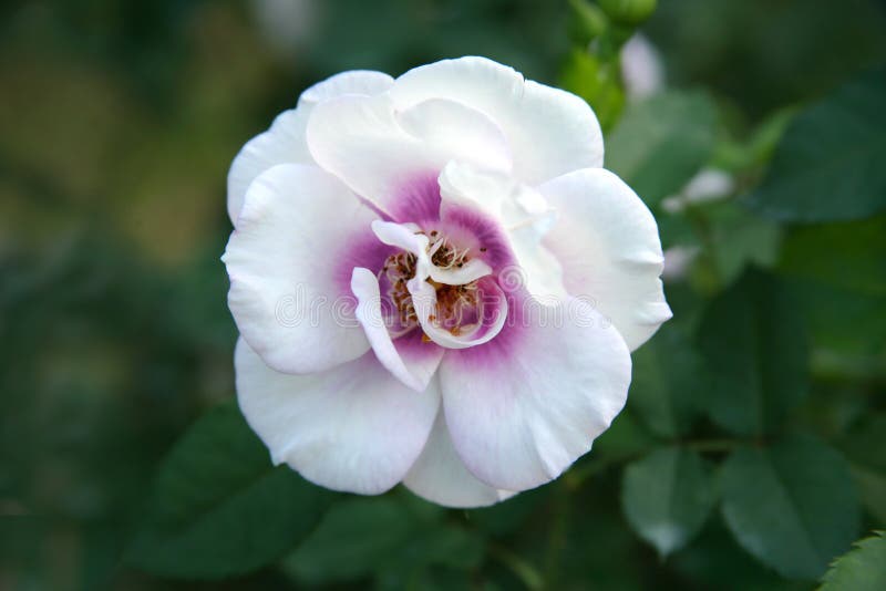 Purple Rose , Tropical Rose Garden Stock Image - Image of purple, fresh ...