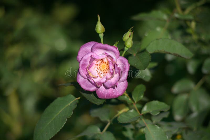 Purple Rose , Tropical Rose Garden Stock Photo - Image of plant, rose ...