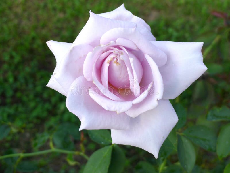 Purple Rose , Tropical Rose Garden Stock Image - Image of floral ...