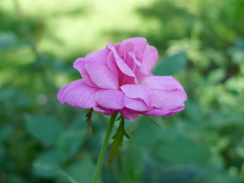 Purple Rose , Tropical Rose Garden Stock Image - Image of nature ...