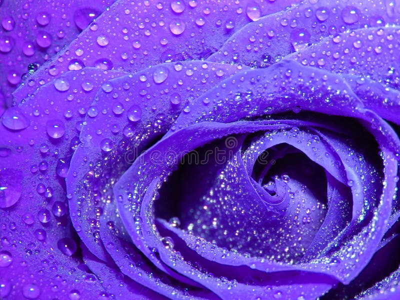Purple Rose with Water Droplets Stock Photo - Image of adjusted, color ...
