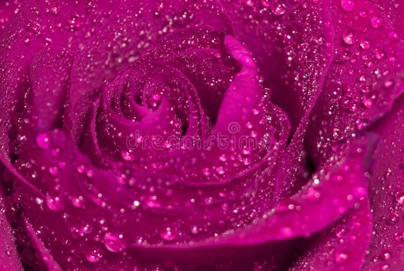 Purple rose in water drops stock photo. Image of blooming - 291000398