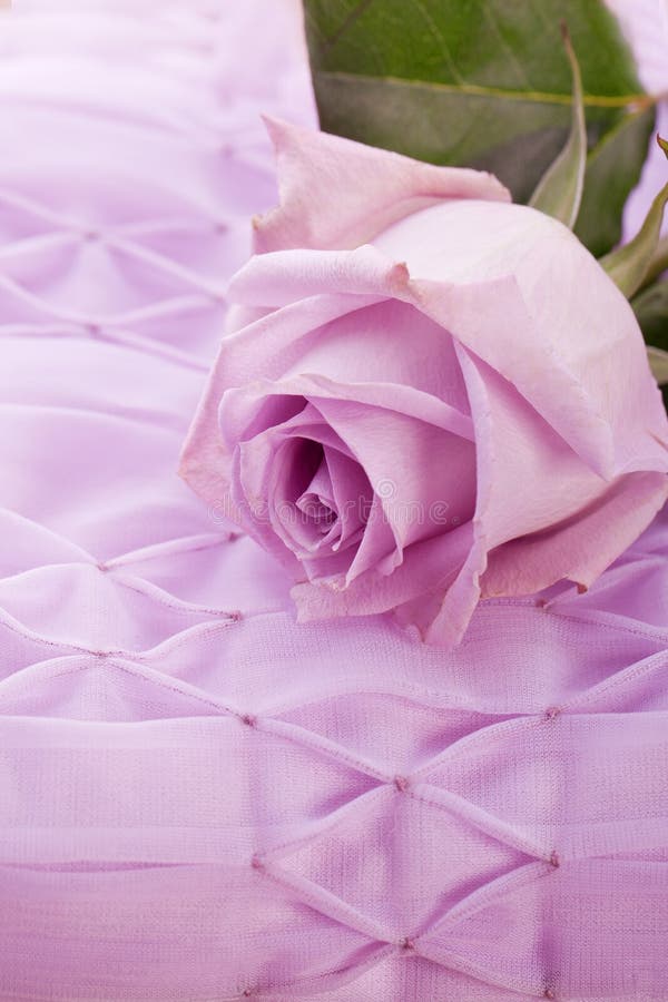 Purple rose for wedding stock image. Image of fresh, anniversary - 31113445