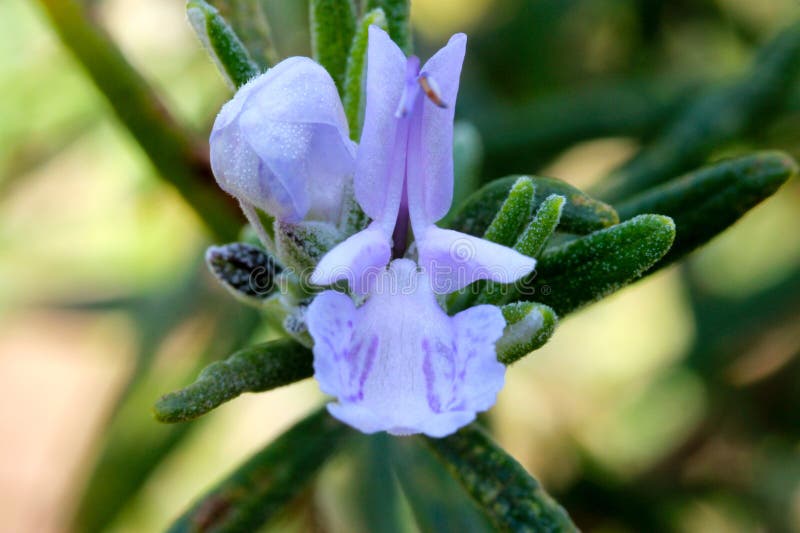 Rosemary Blossom Speckled 05 Stock Photo - Image of rosmarinus, natural ...