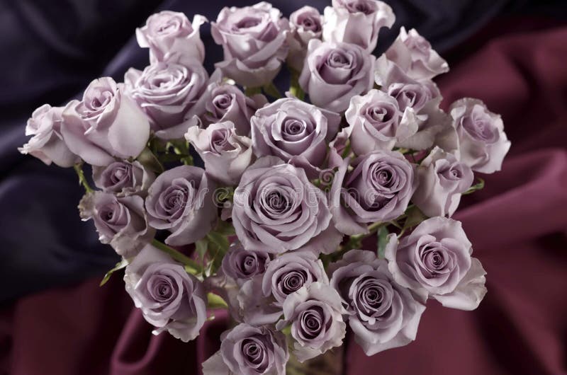 Purple roses stock image. Image of stem, beauty, roses - 15861873