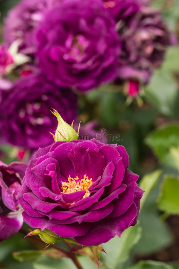 Purple roses in bloom stock photo. Image of ornamental - 66379116