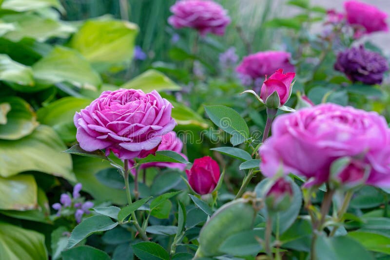 Purple Roses Bloom in the Rose Garden in Summer. Blooming Pink Roses ...