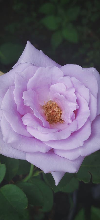 Purple Roses Blooming in the Rainy Season Stock Image - Image of rainy ...