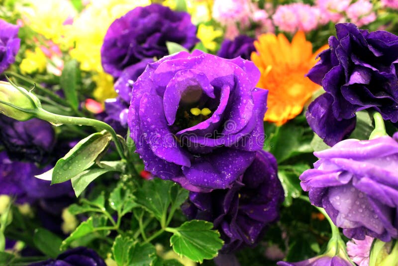 Purple roses stock photo. Image of floral, bright, garden - 168134106