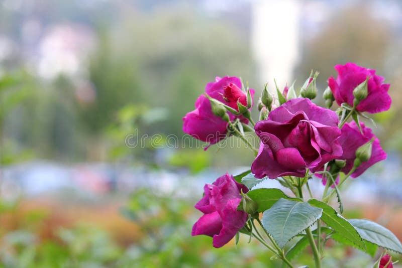 Purple Roses in the garden stock image. Image of floral - 38808733