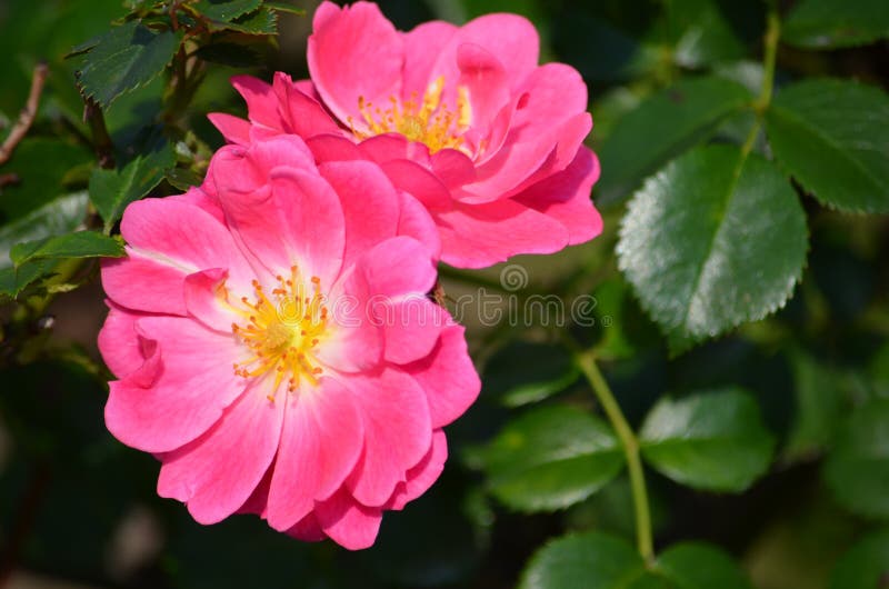 Purple Roses stock photo. Image of hybrids, plant, bloom - 75898054