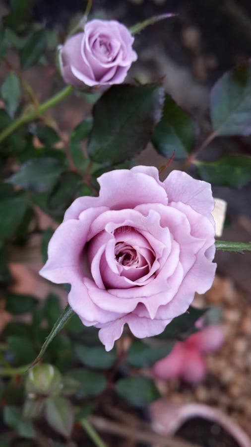 Purple roses stock image. Image of blooming, beautiful - 82325285