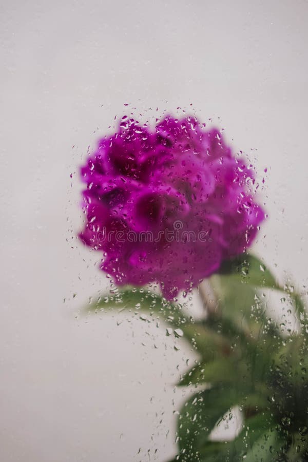 Red Roses with Raindrops in the Garden. Sunny Summer Day after Rain ...