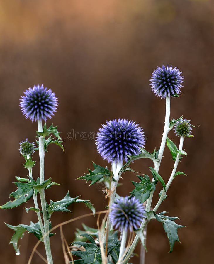 Purple Round Flowers in the Morning Garden Stock Photo - Image of ...