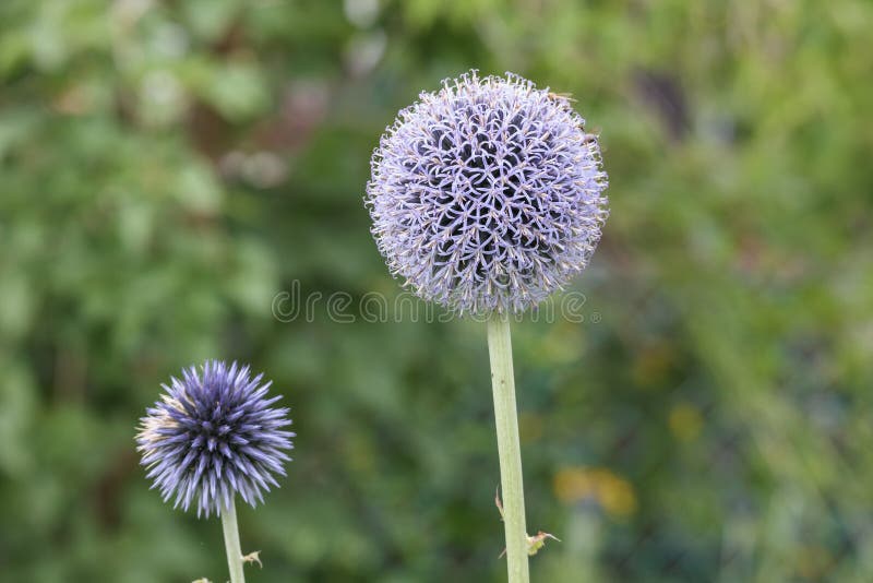 .purple Round Flowers on One Stem Stock Image - Image of beauty, allium ...