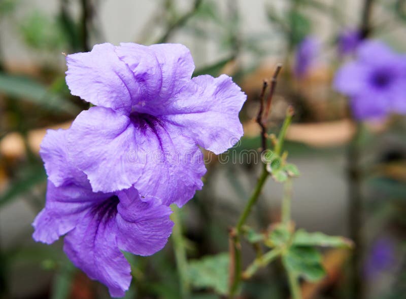 Purple Ruellia Blooming stock image. Image of bloom, flower - 46753961