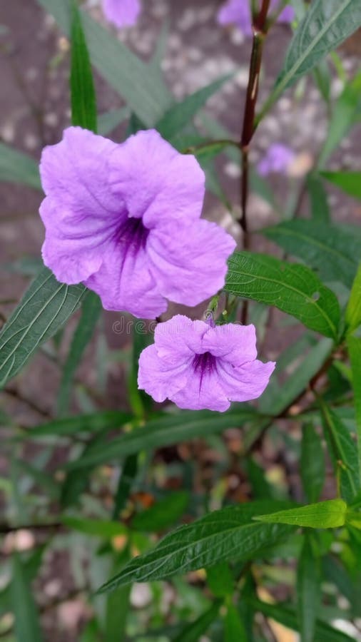 Purple ruellia squarrosa stock photo. Image of blossom - 236944938