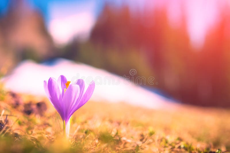 Purple Saffron Flower on a Grassy Meadow Stock Image - Image of ...