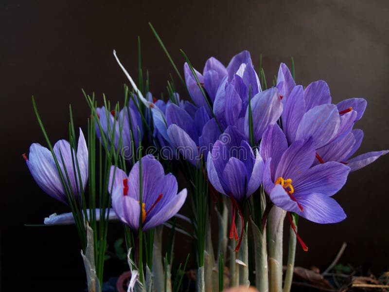 Purple Saffron Flowers Bunch at Garden Stock Image - Image of blossom ...