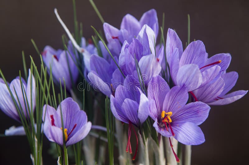 15,026 Saffron Flowers Photos - Free & Royalty-Free Stock Photos from ...