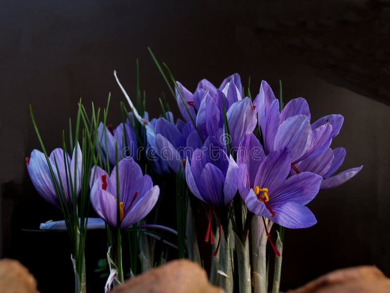 Purple Saffron Flowers Bunch at Garden Stock Photo - Image of bunch ...