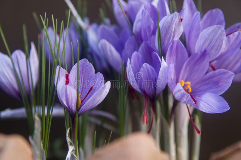 Purple Saffron Flowers Bunch at Garden Stock Image - Image of flower ...