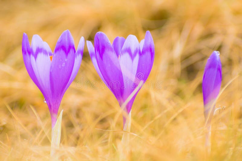 Purple saffron flowers stock photo. Image of green, violet - 171218942