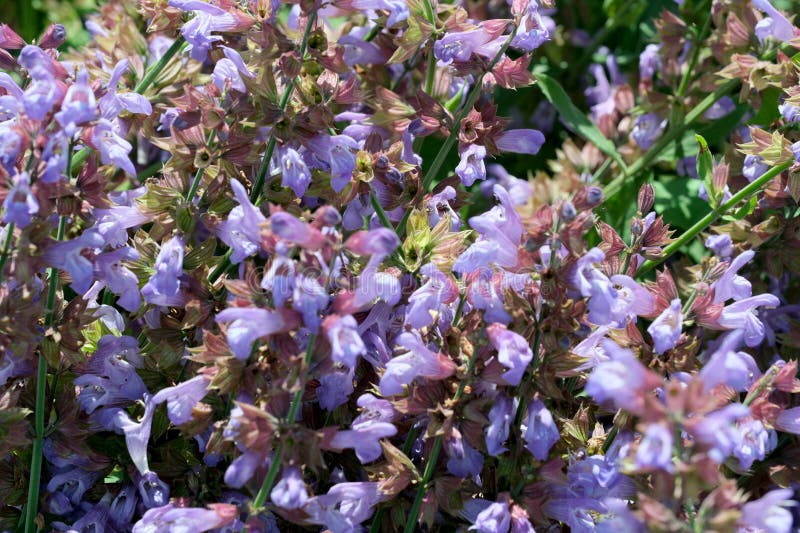 Purple Sage Flowers in Bloom Stock Photo - Image of herb, stamen: 320674620