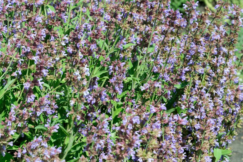 Purple Sage Flowers in Bloom Stock Photo - Image of outdoors, garden ...