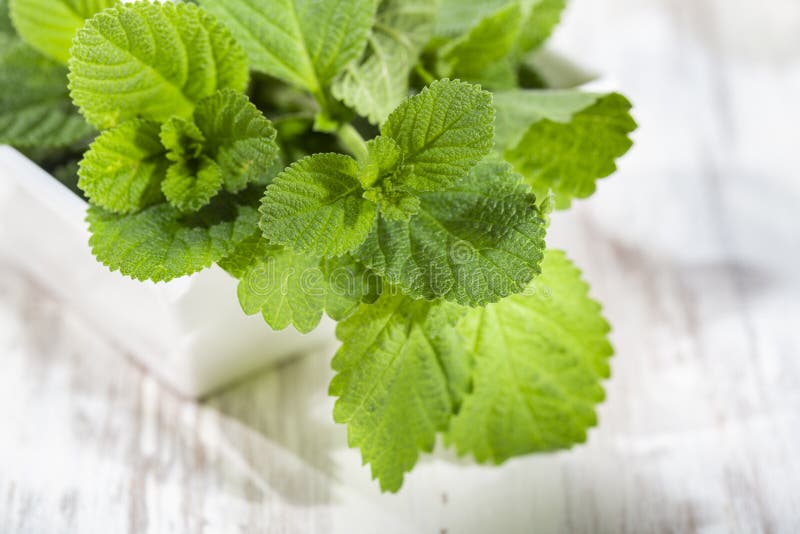 Purple Sage Plant on the Table Stock Image - Image of citron, sage ...