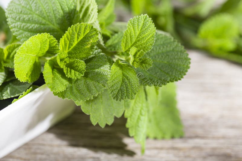 Purple Sage Plant on the Table Stock Image - Image of lippia ...