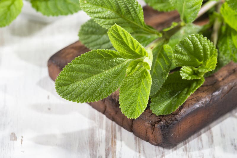 Purple Sage Plant on the Table Stock Photo - Image of citron, alba ...