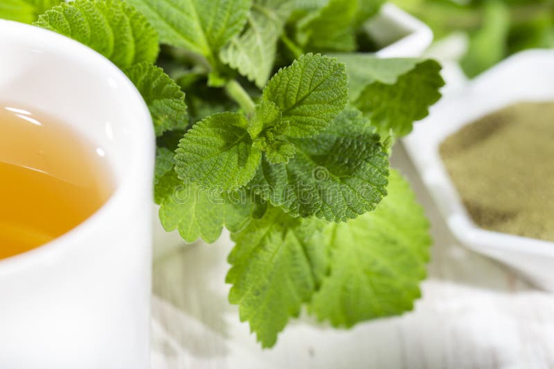 Purple Sage Plant and Tea on the Table Stock Photo - Image of liquid ...