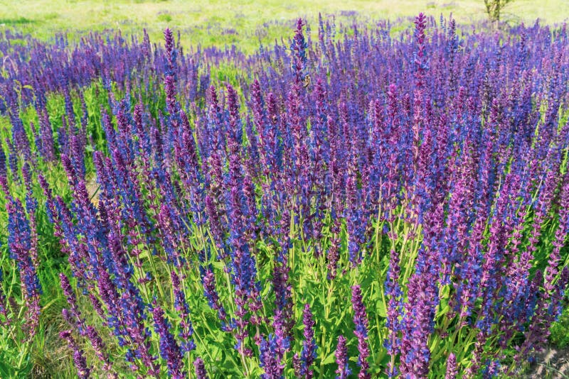 Purple sage in summer stock photo. Image of blue, leaf - 176639802