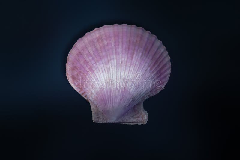 Purple Scallop Shell - Seashell Stock Photo - Image of seashell ...