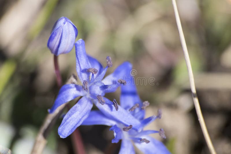 Purple Scilla Bifolia Flower Full of Details Stock Image - Image of ...