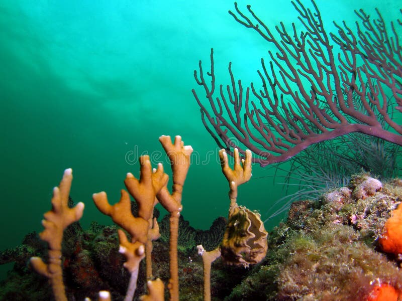 Purple Sea Rod stock image. Image of aquarium, florida - 6109523