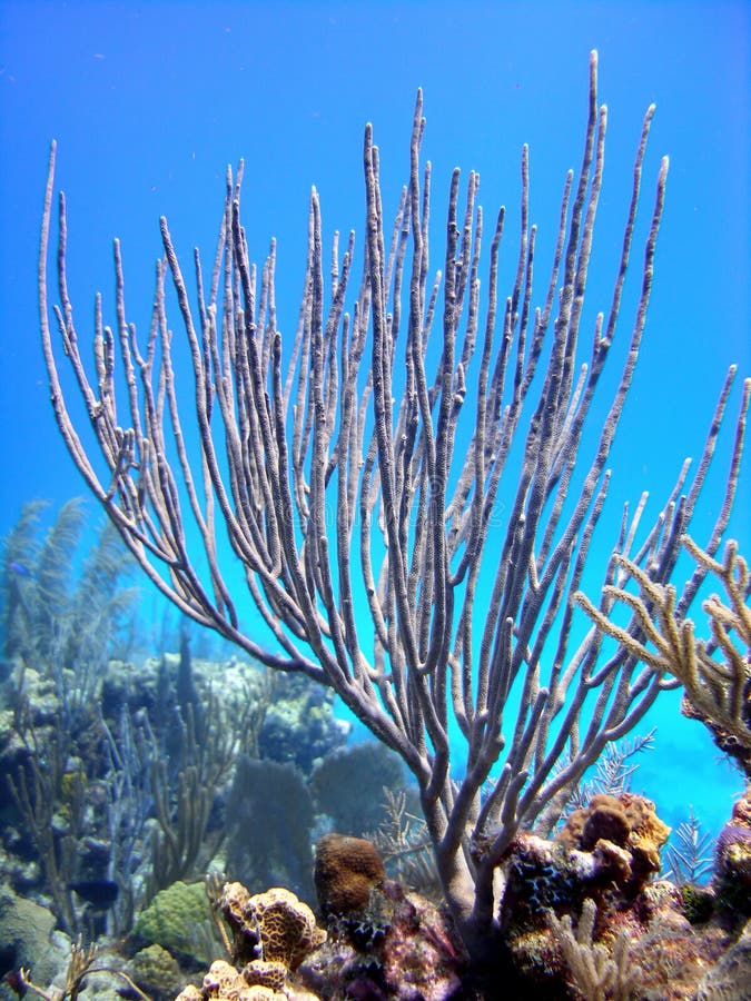 Purple sea rod soft coral stock image. Image of diving - 10844377