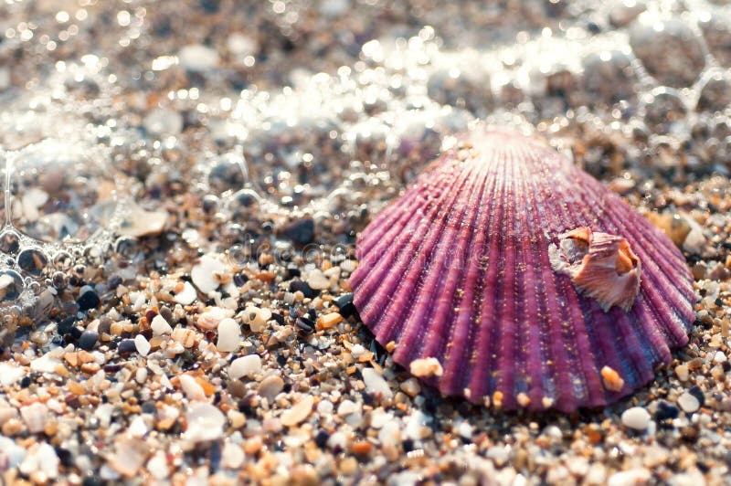 Purple sea shell stock photo. Image of conch, calm, coastline - 50898556