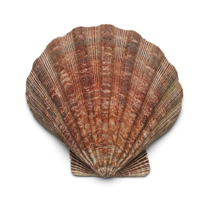 Purple Sea Shell stock image. Image of fitness, horizontal - 34641495