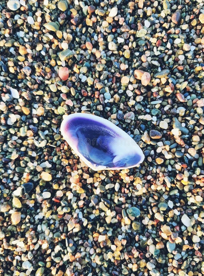 Purple sea shell stock photo. Image of leaf, invertebrate - 268042950