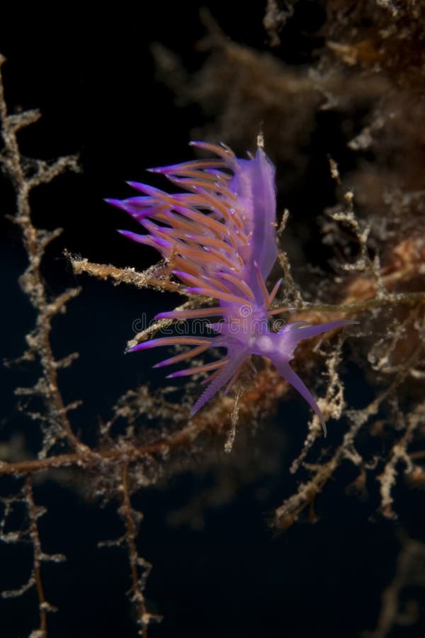Purple Sea Slug stock photo. Image of colourful, scuba - 11650594
