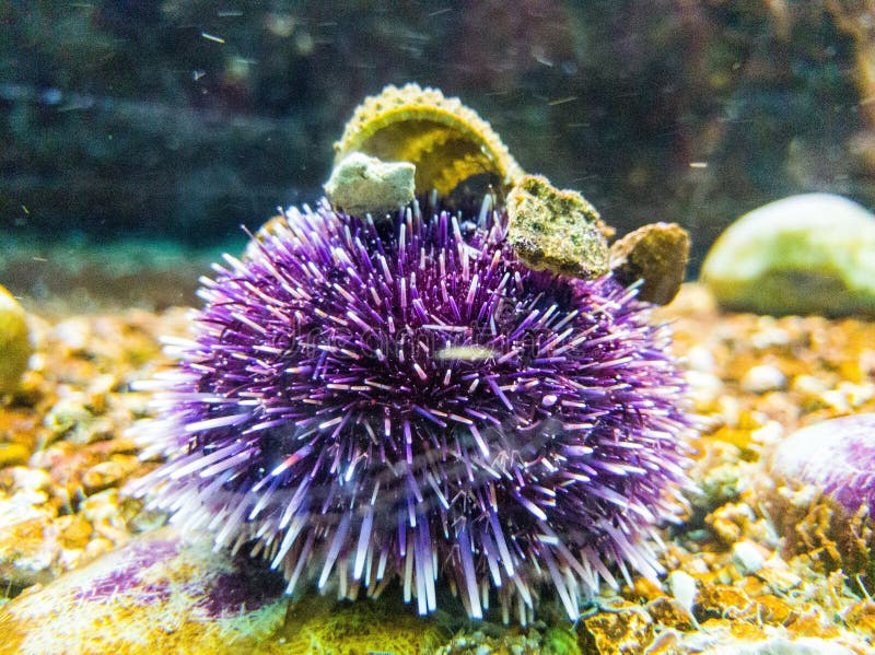 Purple Sea Urchin Hides Among Mussels Stock Image - Image of pacific ...