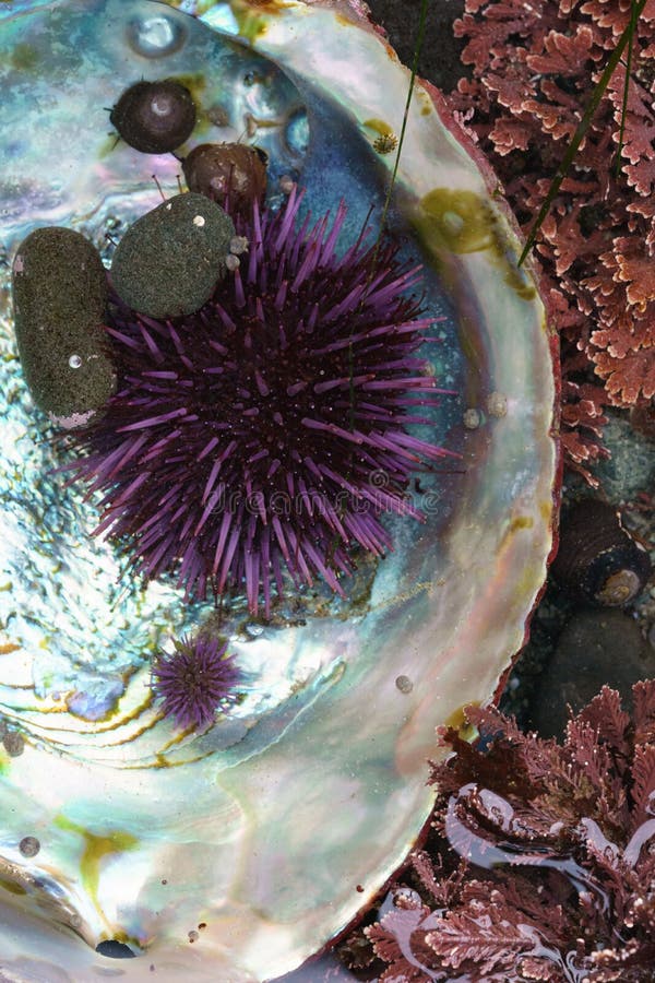 Purple sea urchins stock image. Image of invasion, group - 260121869