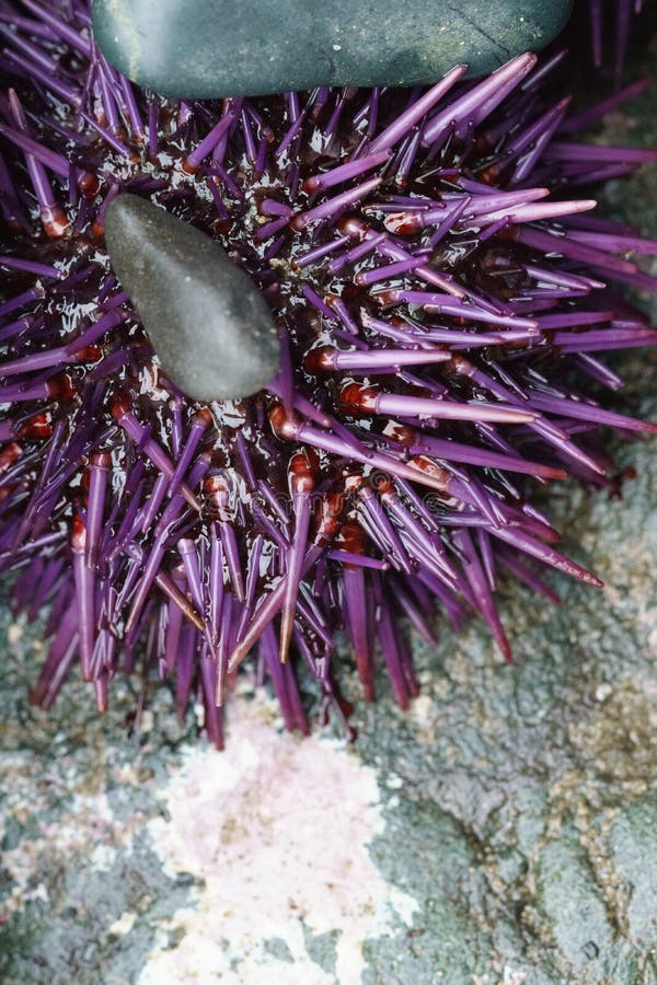 Purple sea urchins stock image. Image of urchins, habitat - 260121875