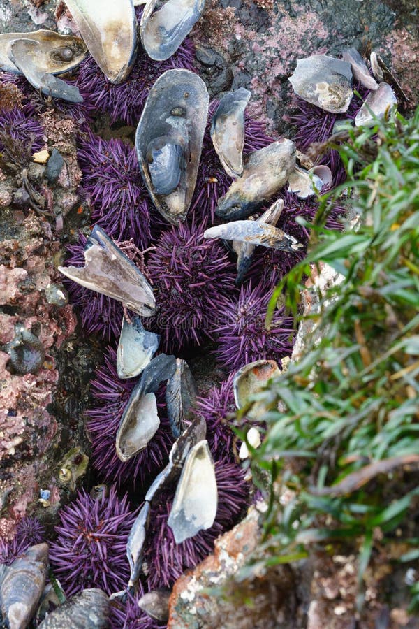 Purple sea urchins stock image. Image of abundance, urchin - 260121923