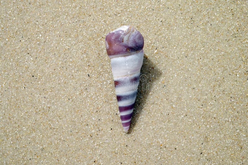 Purple Seashell Cluster in Sand, Australian Marine Life Stock Image ...