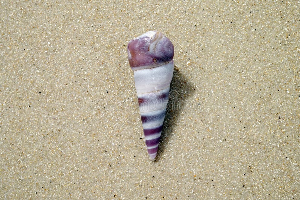 Purple seashell stock photo. Image of texture, tropical - 53988452