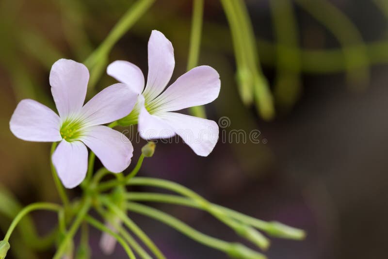 Purple shamrock flower stock image. Image of pretty, leaf - 68822927