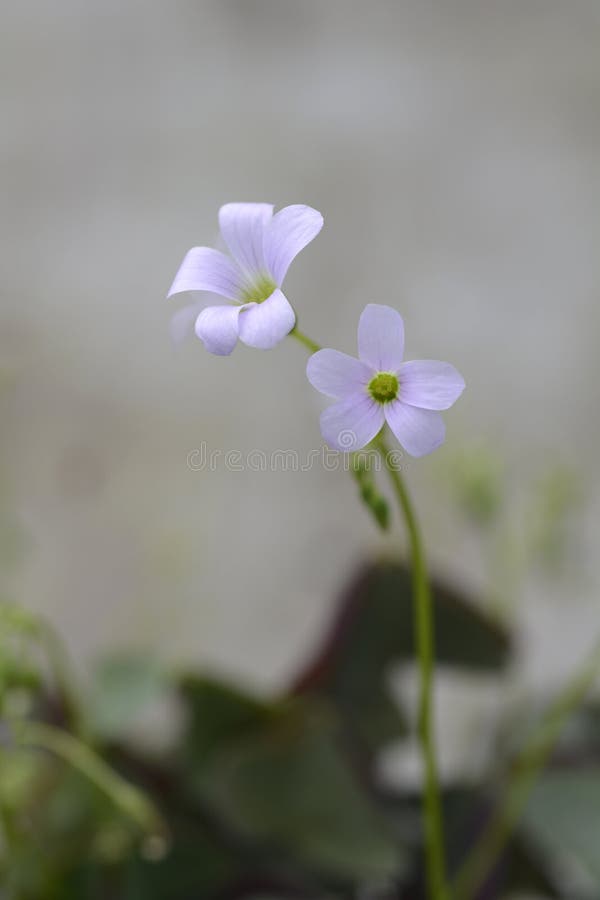 Purple shamrock Mijke stock photo. Image of garden, summer - 220132644